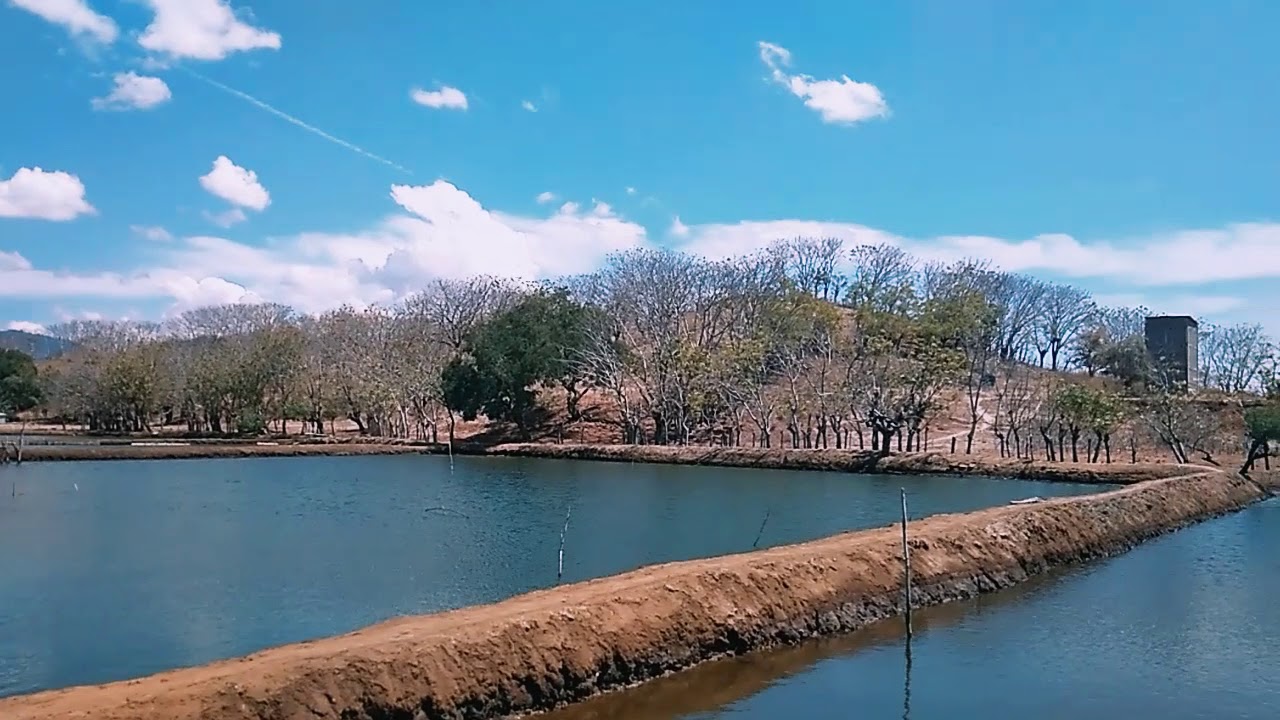 TAMBAK UDANG PULAU NISA DOMPU NUSA TENGGARA BARAT - YouTube
