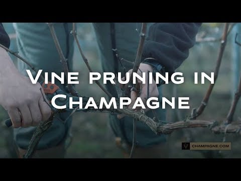 Vine Pruning in Champagne