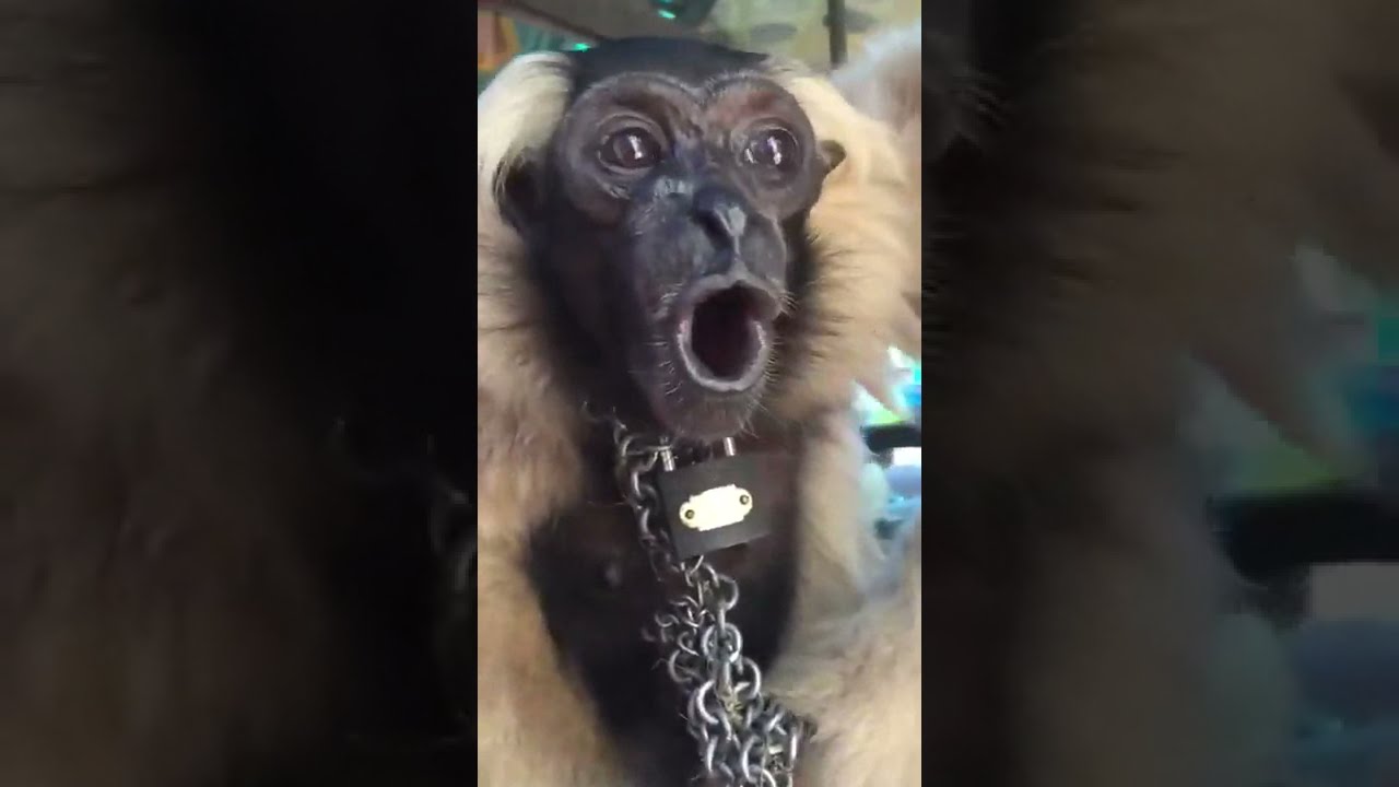 monkey moaning - YouTube