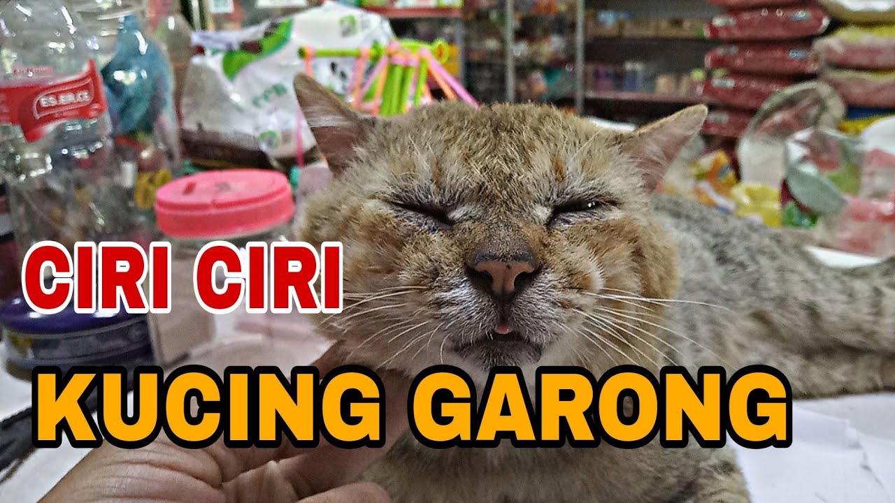Ciri - Ciri Kucing Garong - YouTube