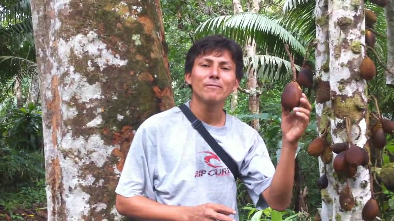 Sacha Mango (Grias neuberthii) wild mango near Paucarina Lodge, Iquitos ...