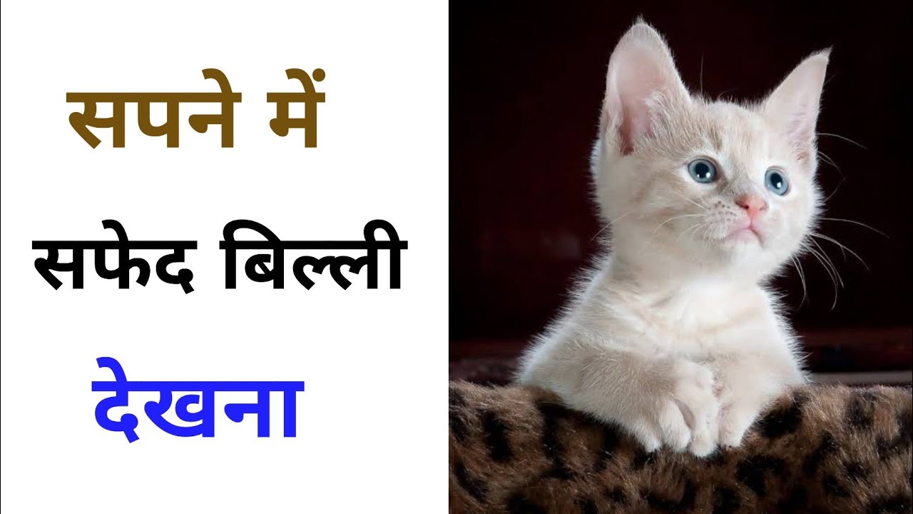 सपने में सफेद बिल्ली देखना || Sapne mein safed billi dekhna || To see ...