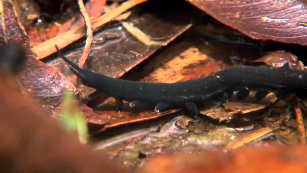 David Attenborough Origin of Life, Conquest HD BBC Documentary Animals ...