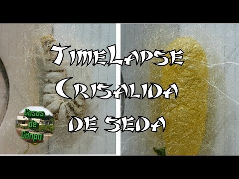 Timelapse Crisalida de seda - YouTube