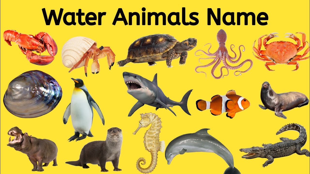 Water Animals in English|Aquatic animal |Osean Animals|Sea Animals ...