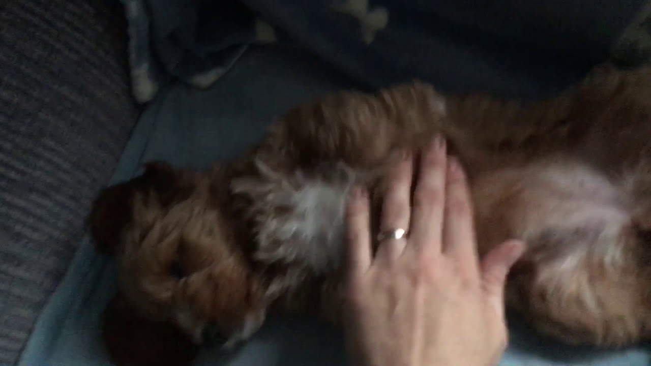 Betsy loves her belly rubbed cockapoo - YouTube