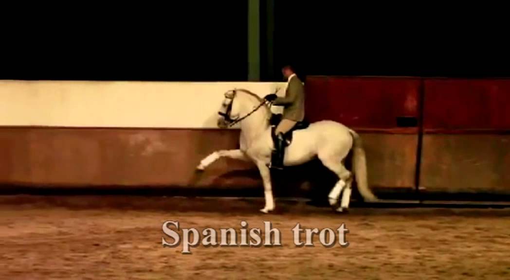 Paulo Sergio & Ulysses performing spanish walk and spanish trot - YouTube
