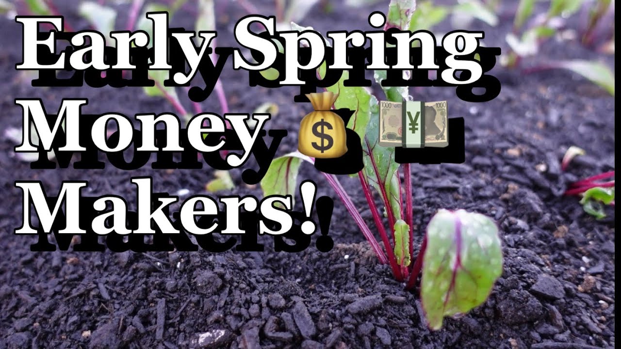 Transplanting our early spring Beets | #marketfarming #farmersmarket # ...