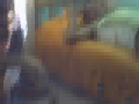 pai helinho
