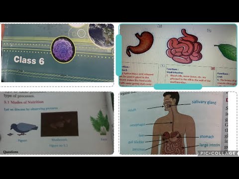 Life process (class 6 unit 5 all exercise ) कक्षा ६ बिग्यान -जिवन ...