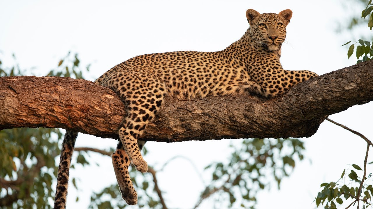 From Leopards To Lions: The Feline Predators Ruling Their Kingdoms ...