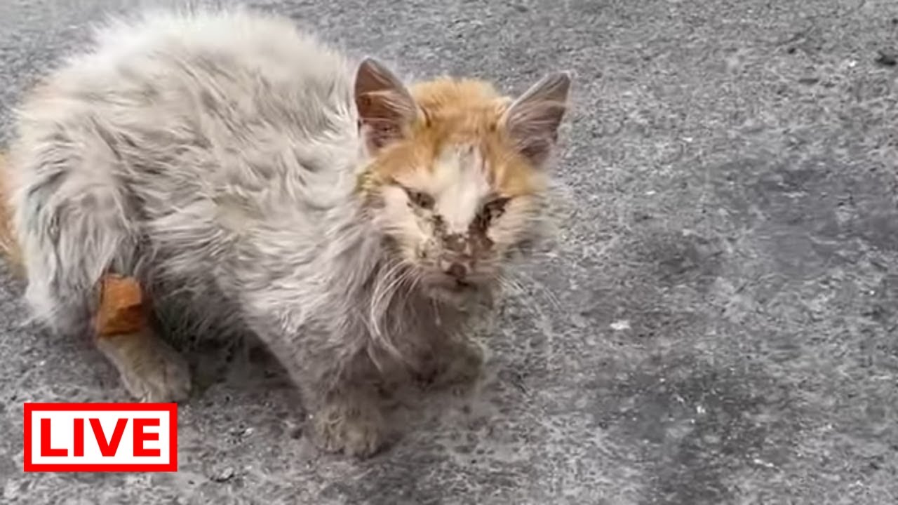 We are trying to rescue a very sick cat from the streets - Takis ...