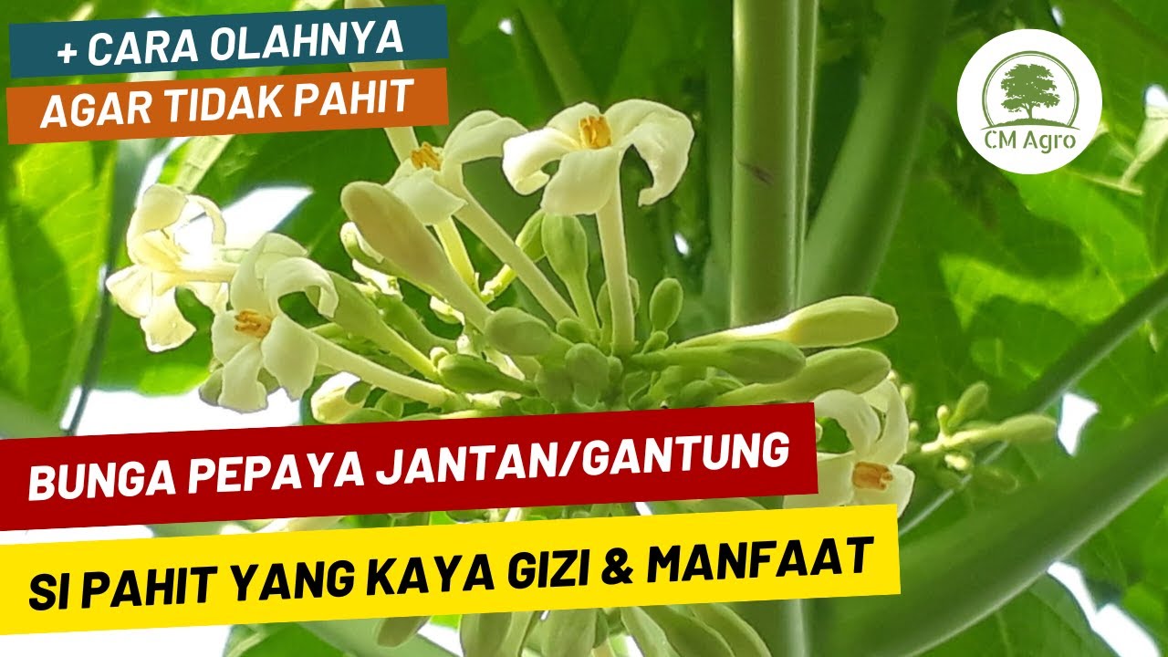 MANFAAT BUNGA PEPAYA GANTUNG/JANTAN UNTUK KESEHATAN‼️ - YouTube