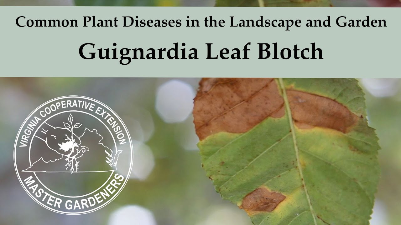 Guignardia Leaf Blotch - Common Plant Diseases in the Landscape and ...