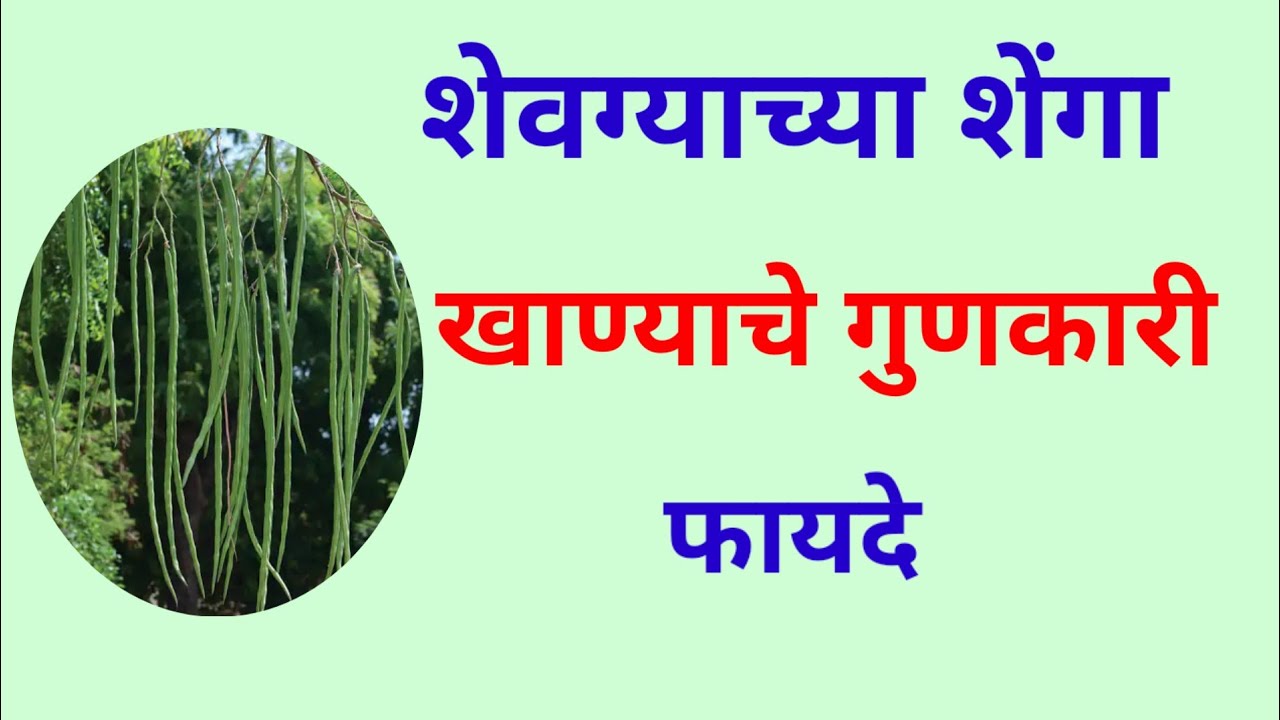 शेवगा फायदे सांगा || Shevga shenga khanyache fayde marathi || Moringa ...