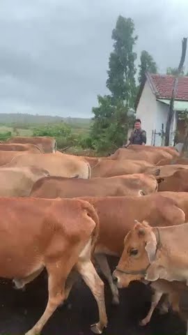 Lùa Bò Về. Bringing Cows Back - YouTube