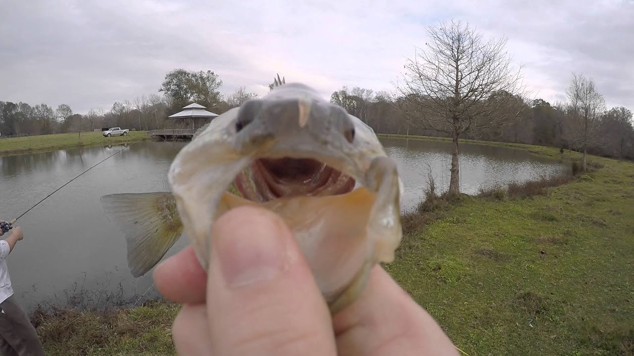 Hartman Pond Management - YouTube