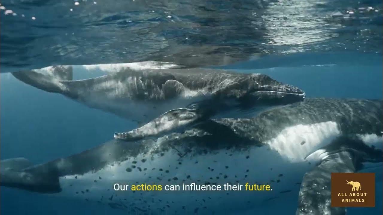 The Majestic Blue Whales - Giants of the Ocean - YouTube