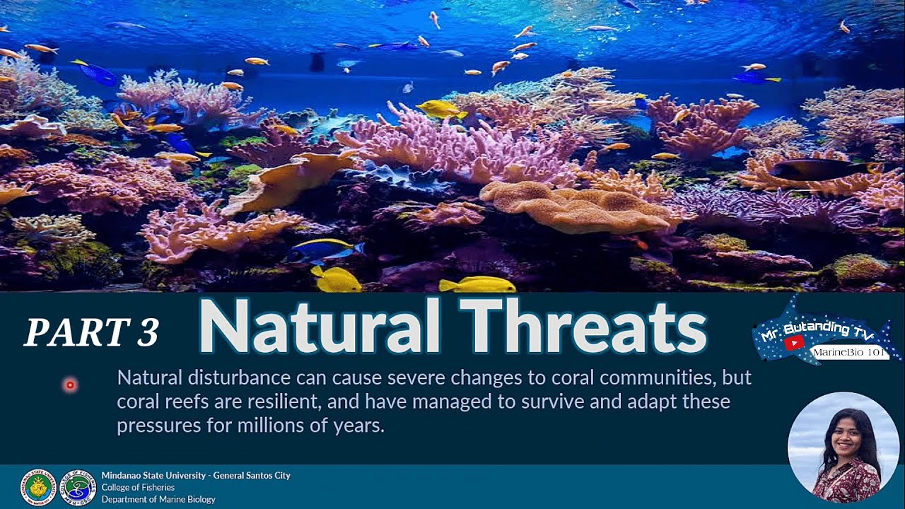 Introduction to Coral Reefs PART 3 - Natural Threats | MarineBio 101 ...
