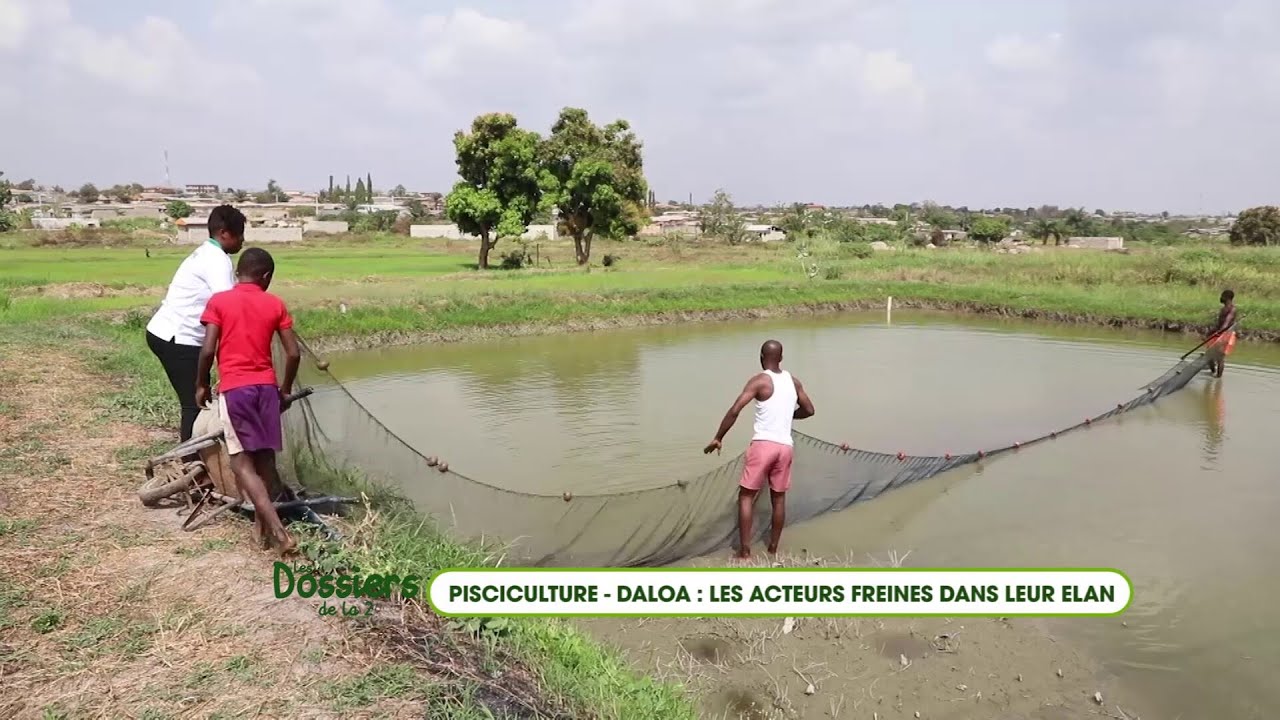 Les acteurs de la pisciculture de Daloa freiner dans leurs élans de ...