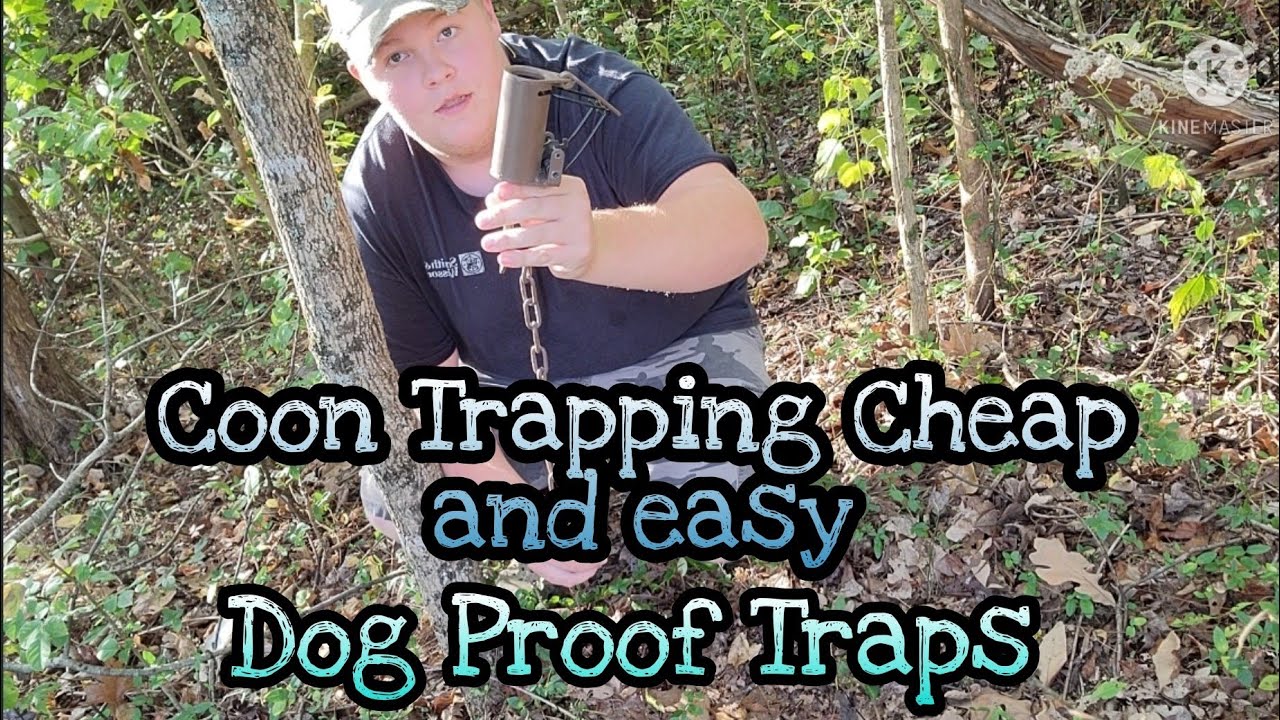Coon Trapping Cheap and Easy | Dog proof traps | Duke Traps | Trapper ...