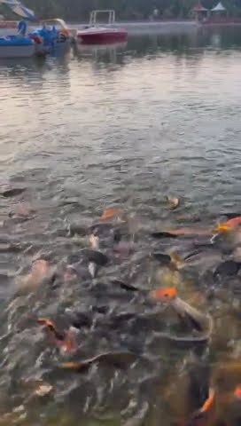 ca`Ho`Qua`Day fish hunting - YouTube