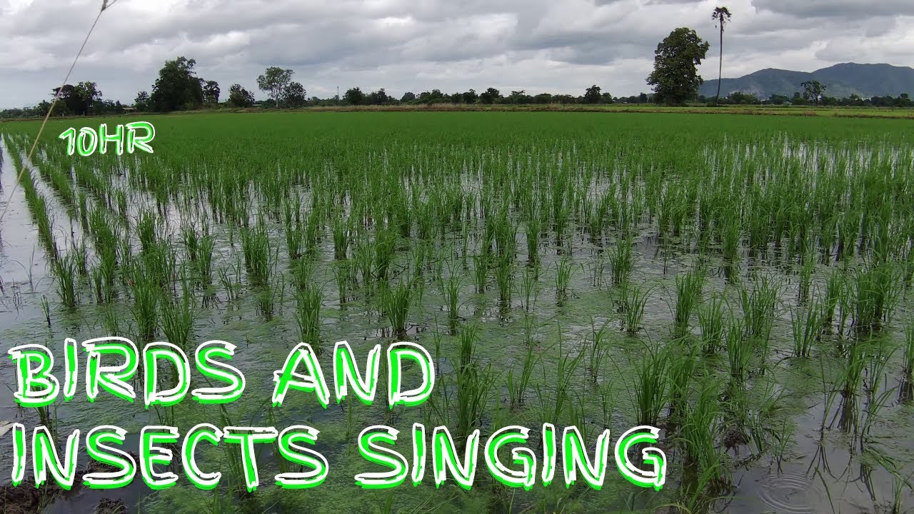 Birds and insects singing in the rice fields - YouTube