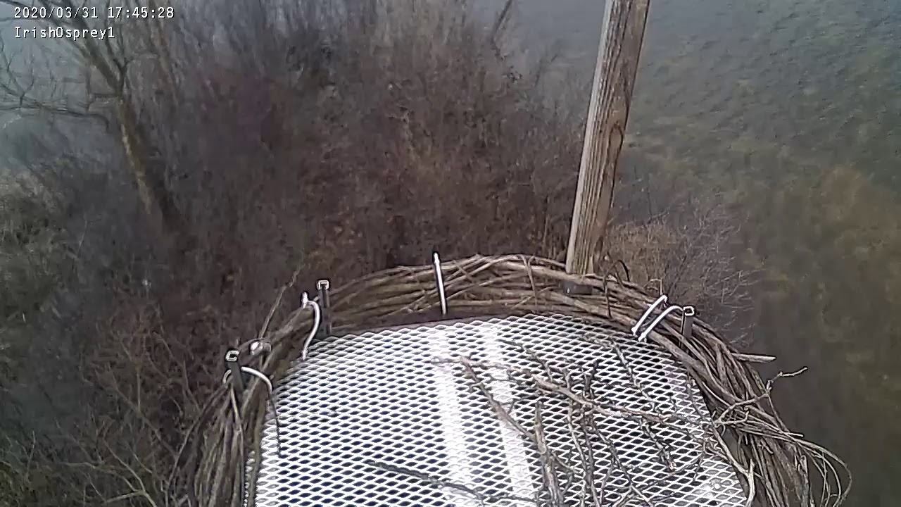 Irish Lake Indiana Osprey Cam Live Stream - YouTube