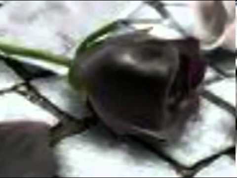 Baris MANCO   Gül Pembe