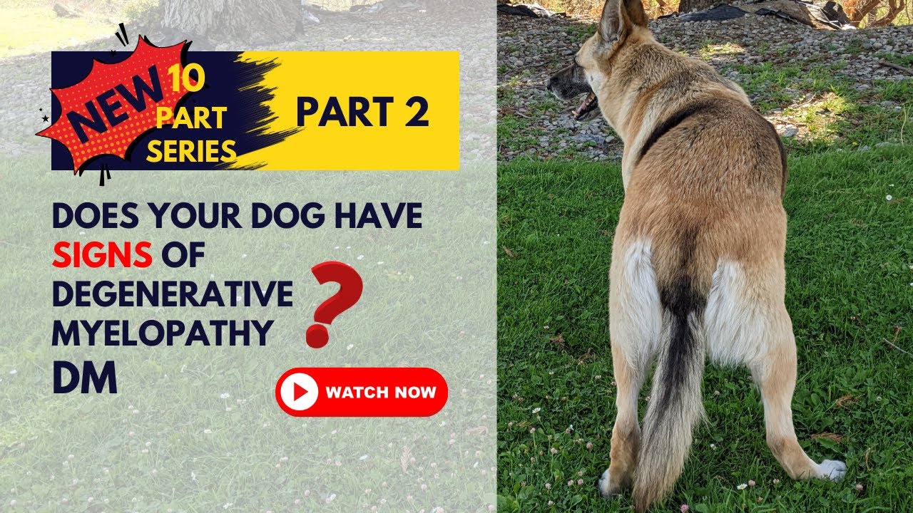 Early Signs of Degenerative Myelopathy in Dogs | What to Look For & Why ...