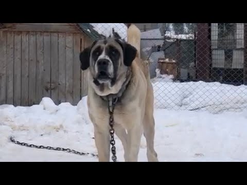 VURGUN un GÜNCEL HALİNİ MERAK EDENLERE