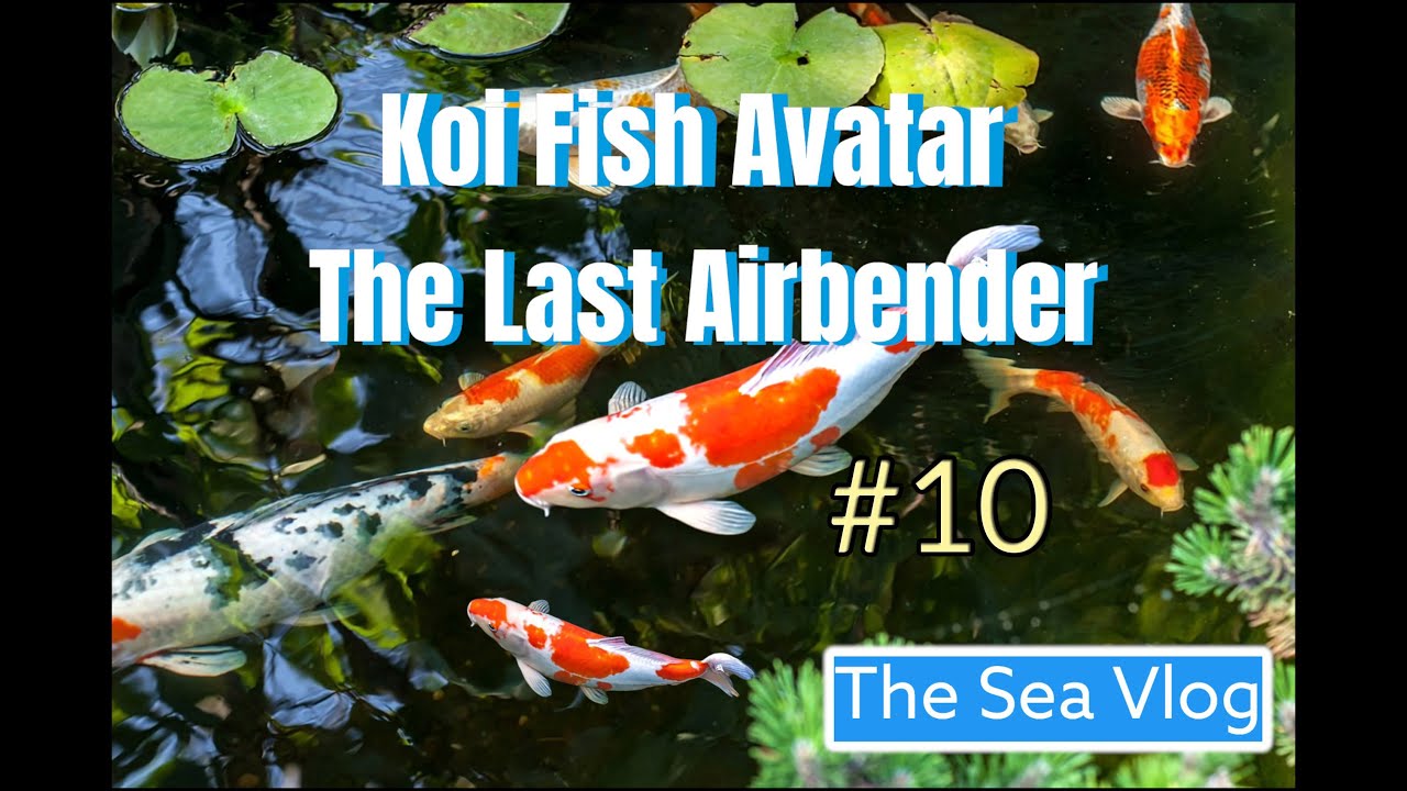 Koi Fish Avatar The Last Airbender 10 | The Sea Vlog - YouTube