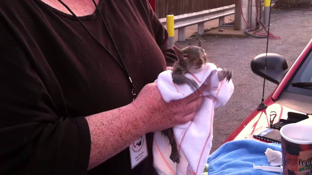 Dumpster Squirrel 2013 - YouTube