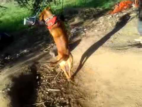 Simba with his Stick - YouTube