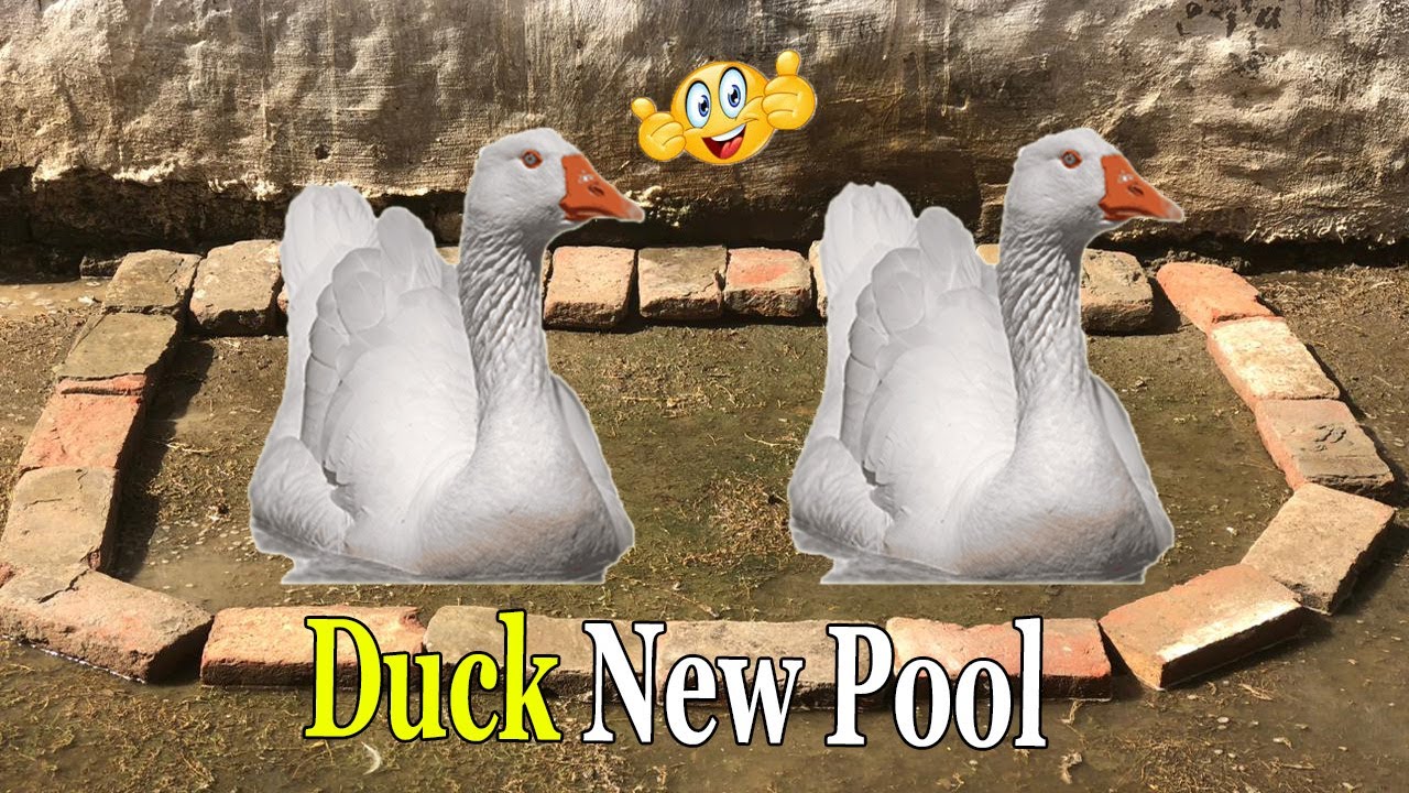 Hassan bhai nay Duck ke lye pool bnana shru krdya 🦆 Mini Zoo Vlog - YouTube