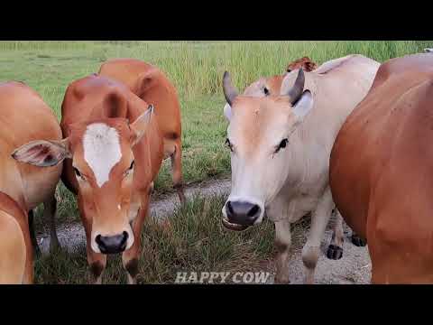 COW VIDEOS CUTE AND FUNNY COWS VIDEO EATING GRASS COMPILATION - SOUND ...