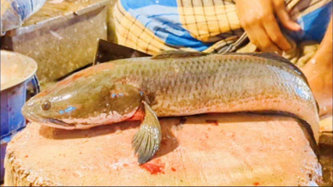 !!!Amazing Sola Fish Cutting Skills Live In Bangladesh Fish Market ...