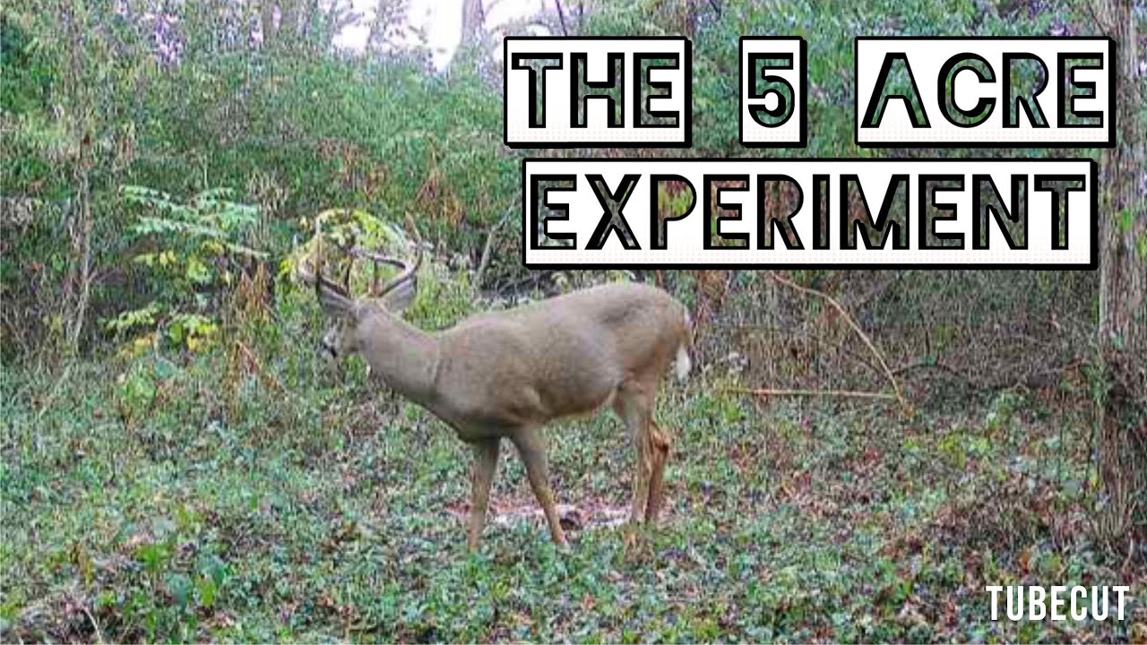Deer Hunting: THE 5 ACRE EXPERIMENT!!! - YouTube