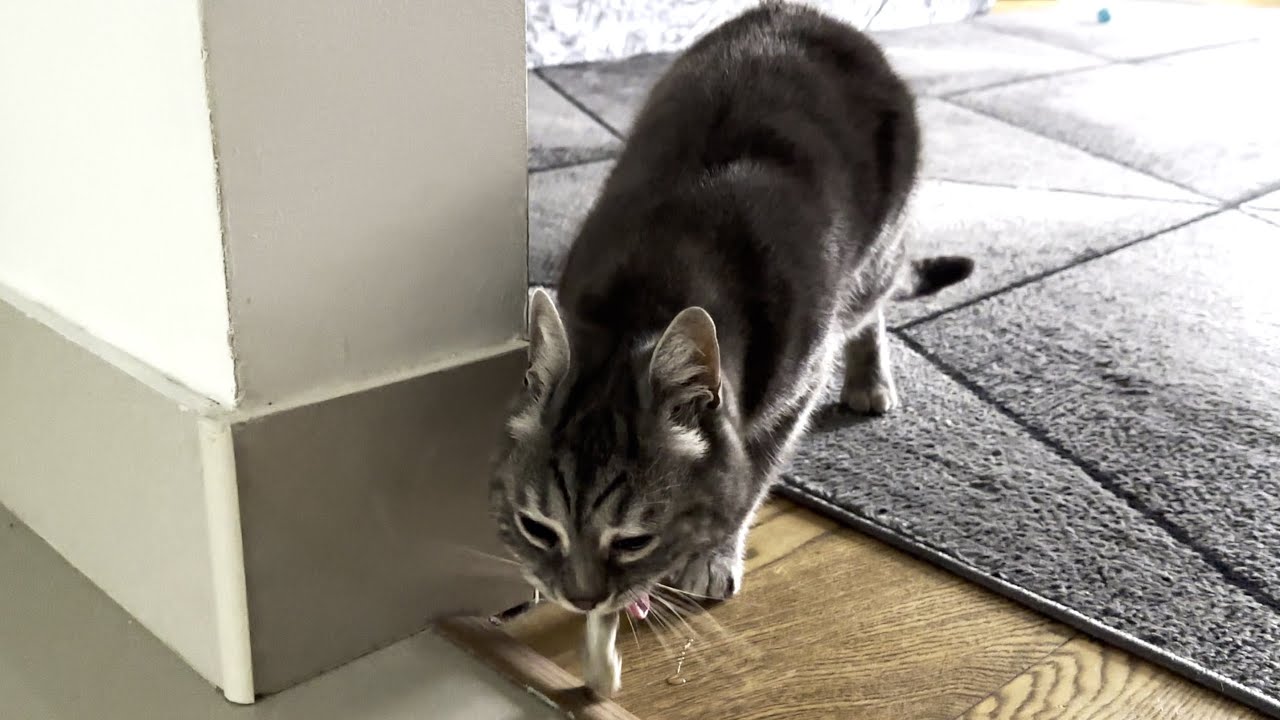 Cat Throwing Up - YouTube