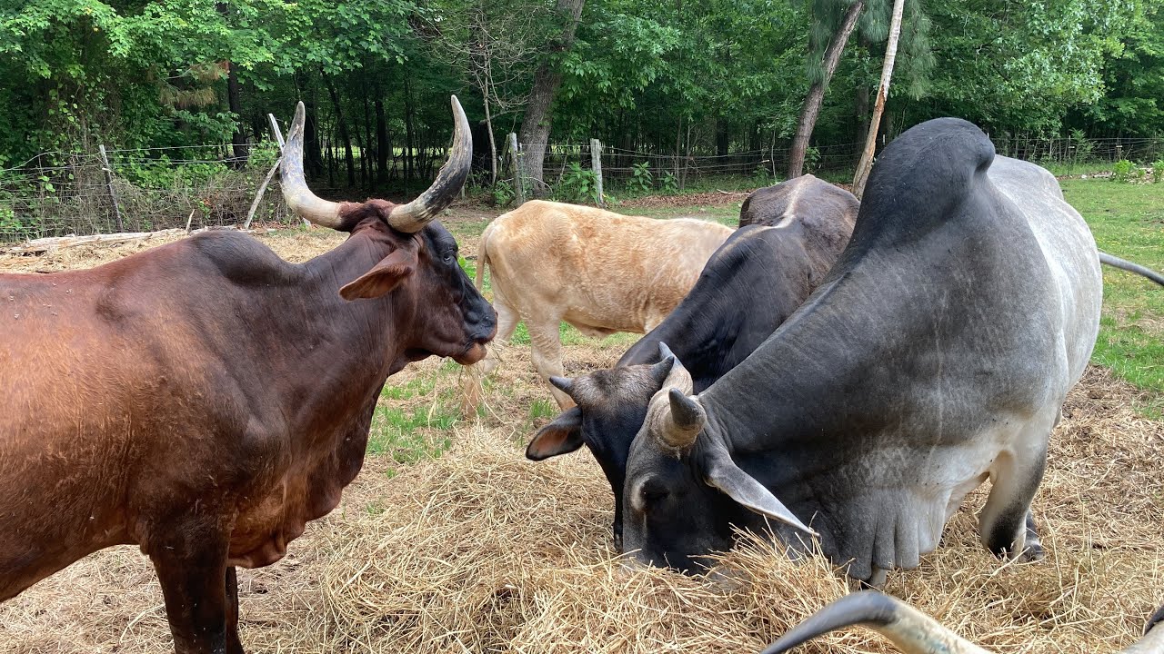 Brahman bull fighting hay! Calving season has started! - YouTube