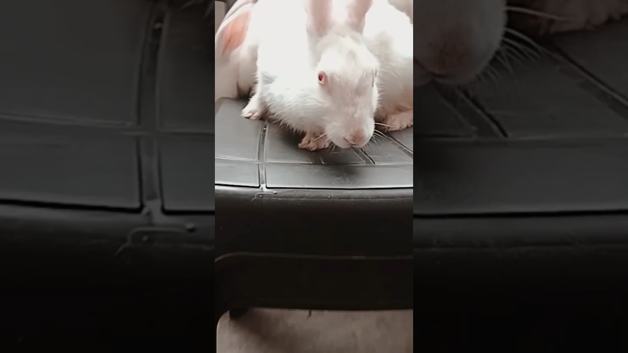 rabbit hua pyar😱😱 #shorts#viral #views #shortvideo #intertenment 😂😂 ...