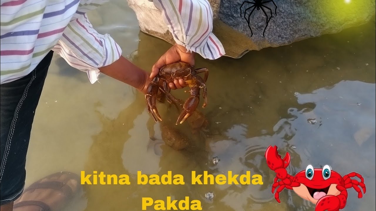 Maharashtra chimbori video 🦀🦀 | Indian Chandrakant more fishing video# ...