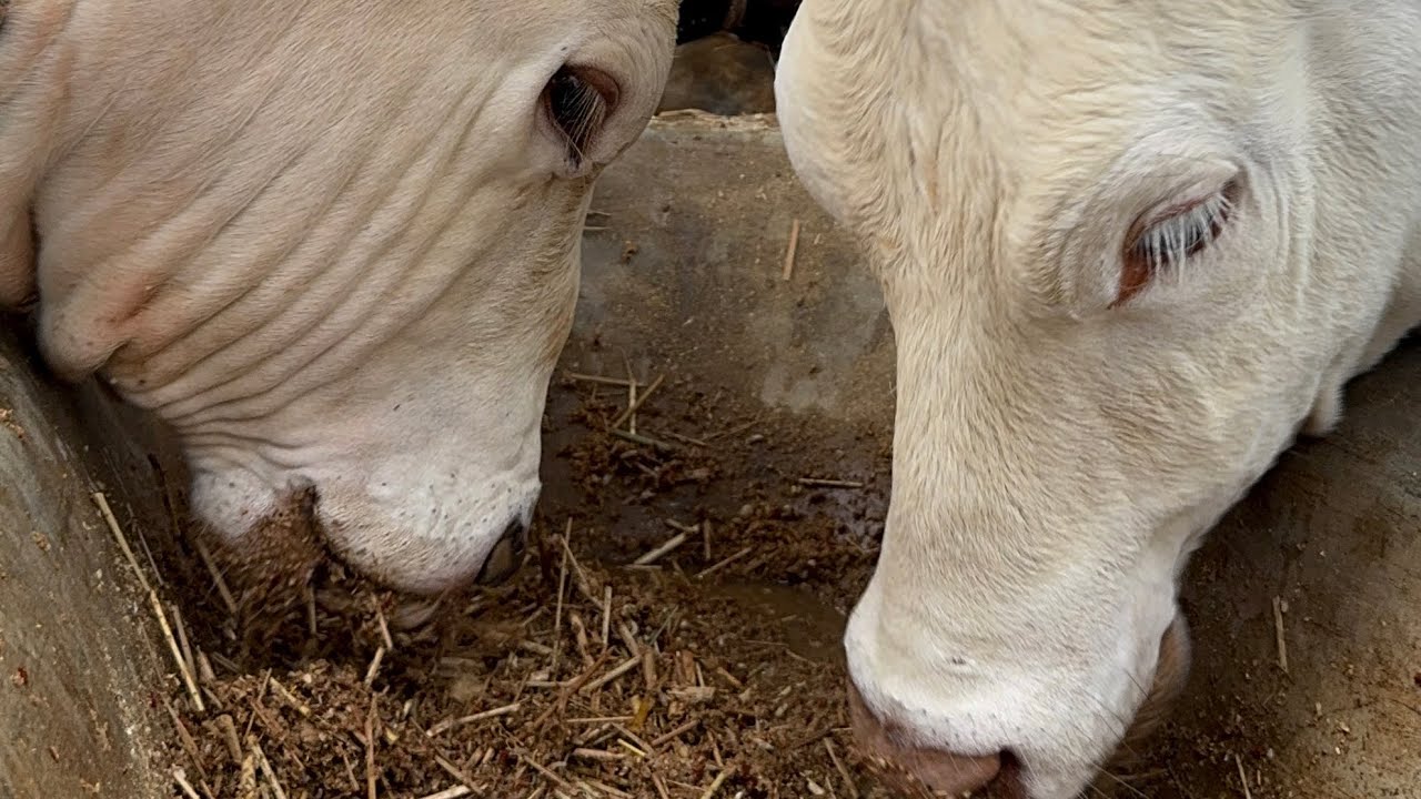 Biggest cows feeding time. Cows having grainy food. Modern cow farming ...
