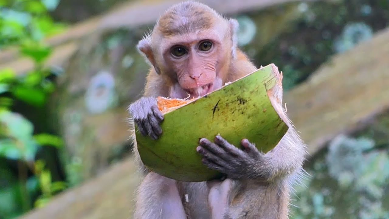 golden monkey hungry enjoys eating Coconut yummy the faster - YouTube