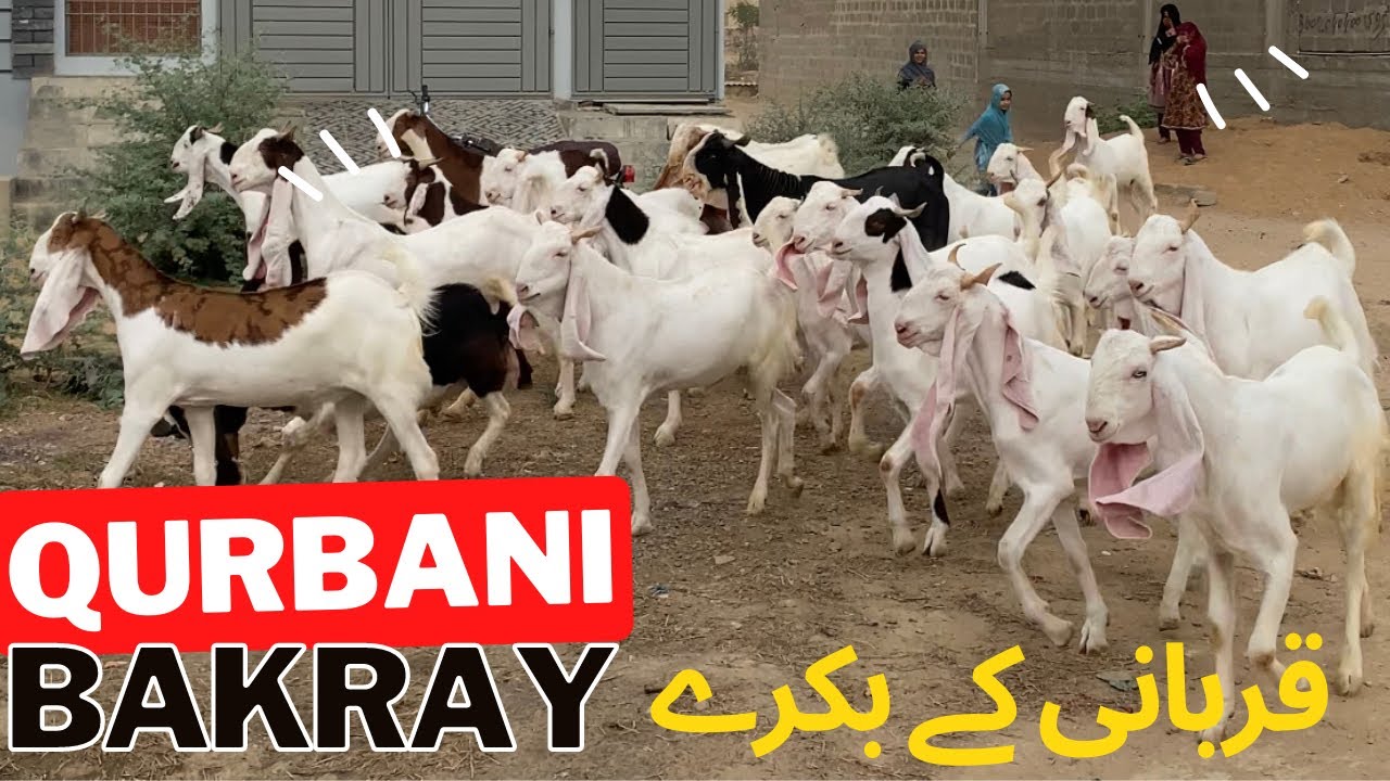 Qurbani Ka Bakra In English