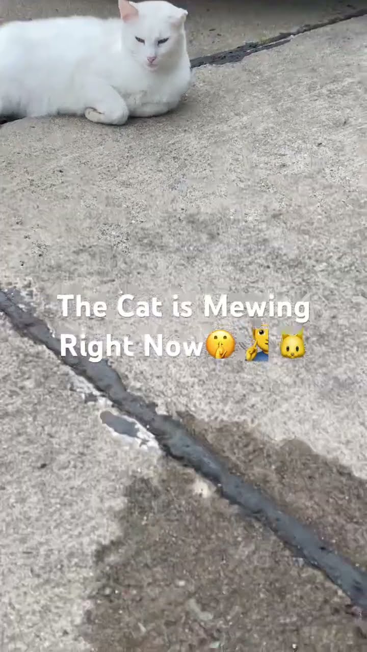Cat Mewing 🤫🧏‍♂️ 🐱 #mewing #funny #meme #cat - YouTube