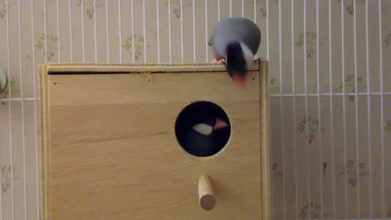 Java finhes building nest - YouTube