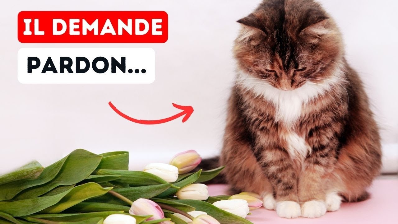 7 FAÇONS Inattendues par lesquelles votre Chat vous Demande Pardon ...