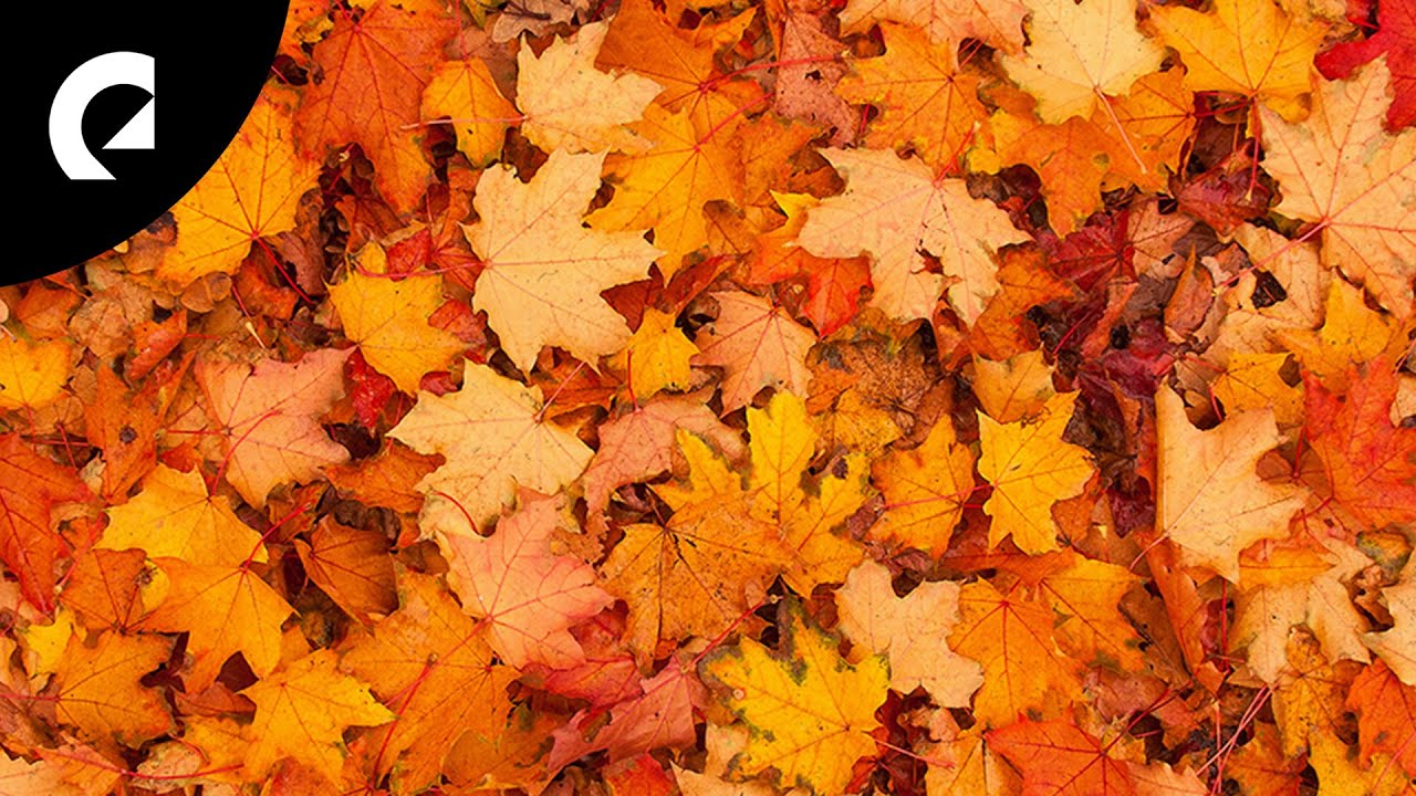 Roy Edwin Williams - The Windmill - YouTube