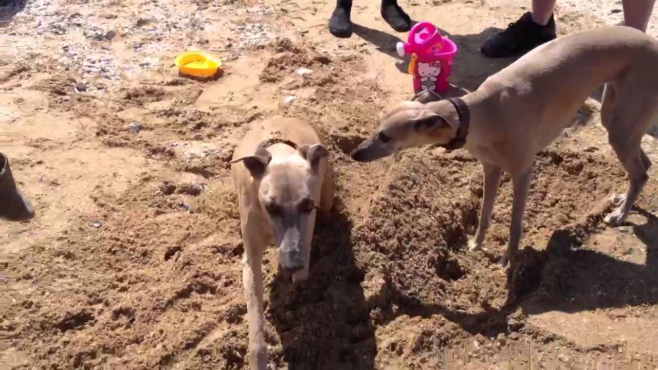 Frank the whippet buried in sand - YouTube